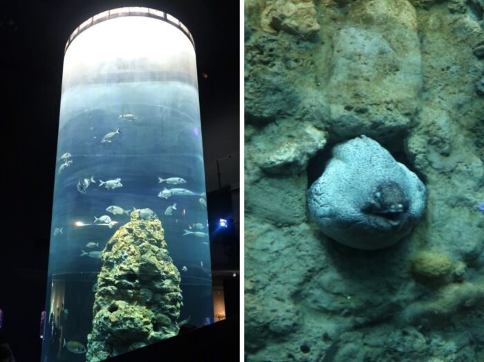 Acquario di Genova - fantastyczne oceanarium, które zachwyci wszystkie ...